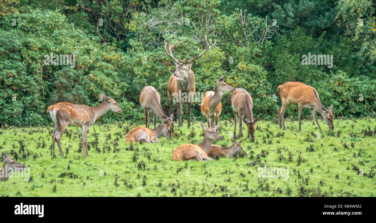 Spectacular red deer sighting during the annuall fall rut, including ...