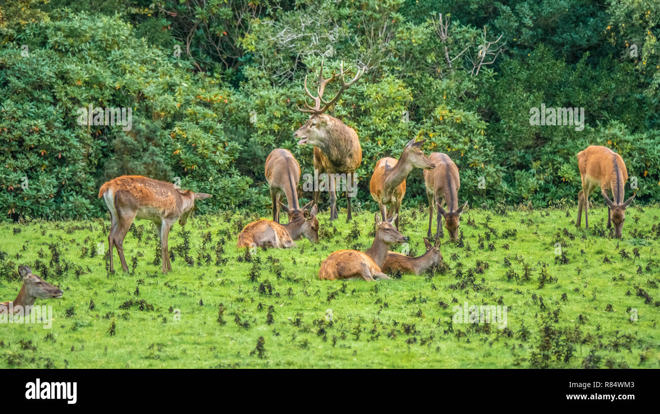Spectacular red deer sighting during the annuall fall rut, including ...