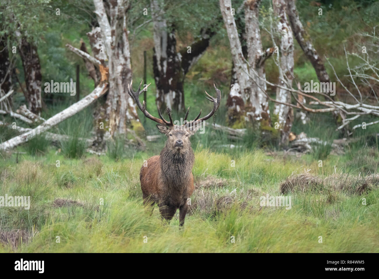Spectacular red deer sighting during the annuall fall rut, including ...