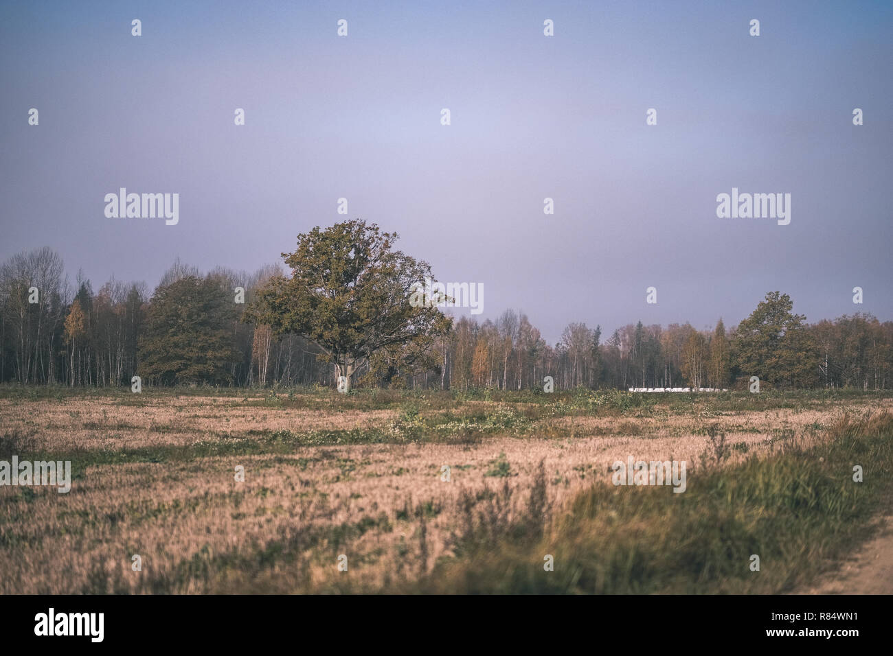 empty field in late autumn in brown fall colors - vintage old film look ...