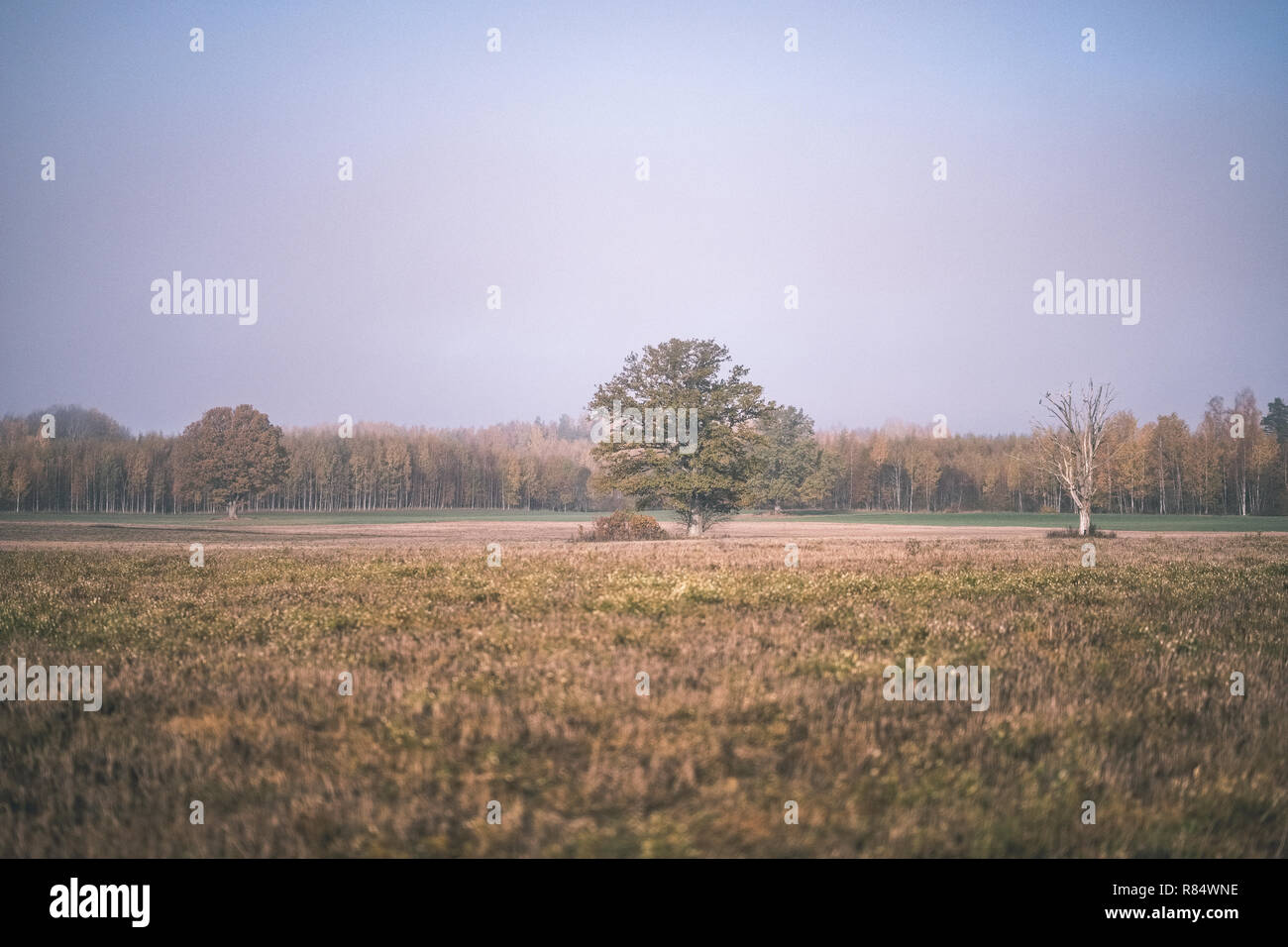 empty field in late autumn in brown fall colors - vintage old film look ...
