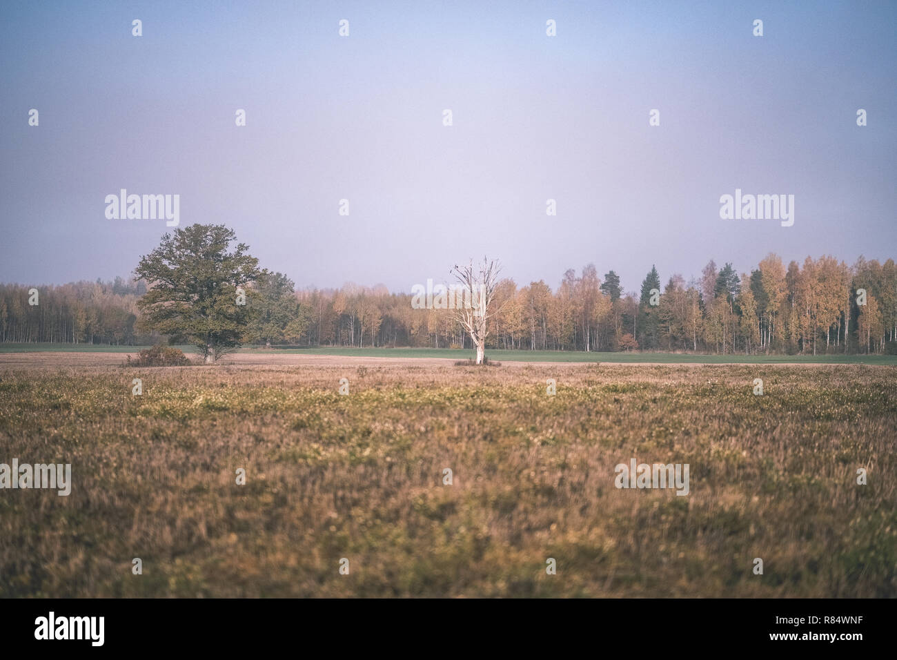 empty field in late autumn in brown fall colors - vintage old film look ...