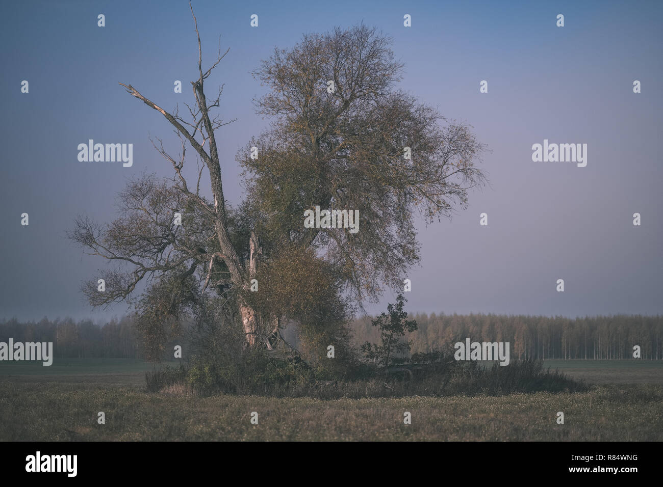 lonely autumn tree in middle of empty field in late fall - vintage old ...