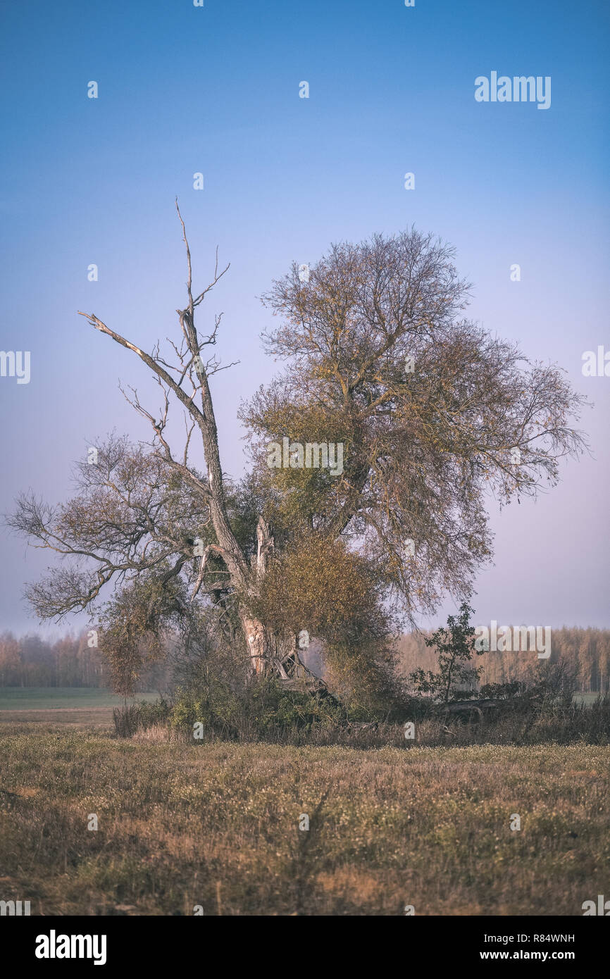 lonely autumn tree in middle of empty field in late fall - vintage old ...