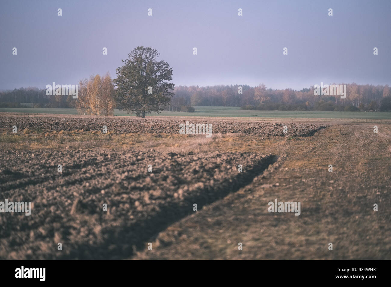 lonely autumn tree in middle of empty field in late fall - vintage old ...