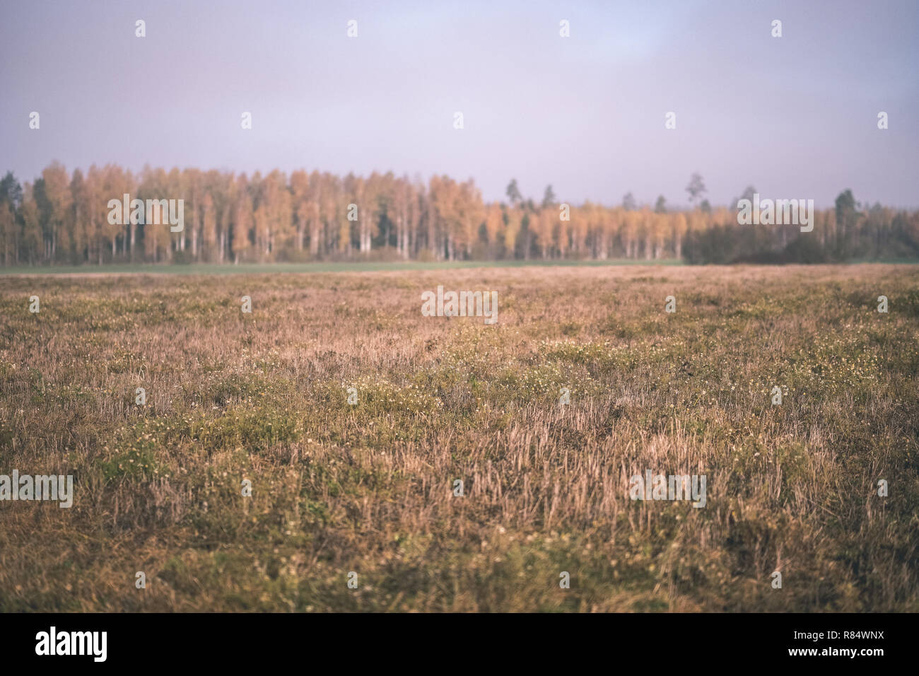 empty field in late autumn in brown fall colors - vintage old film look ...