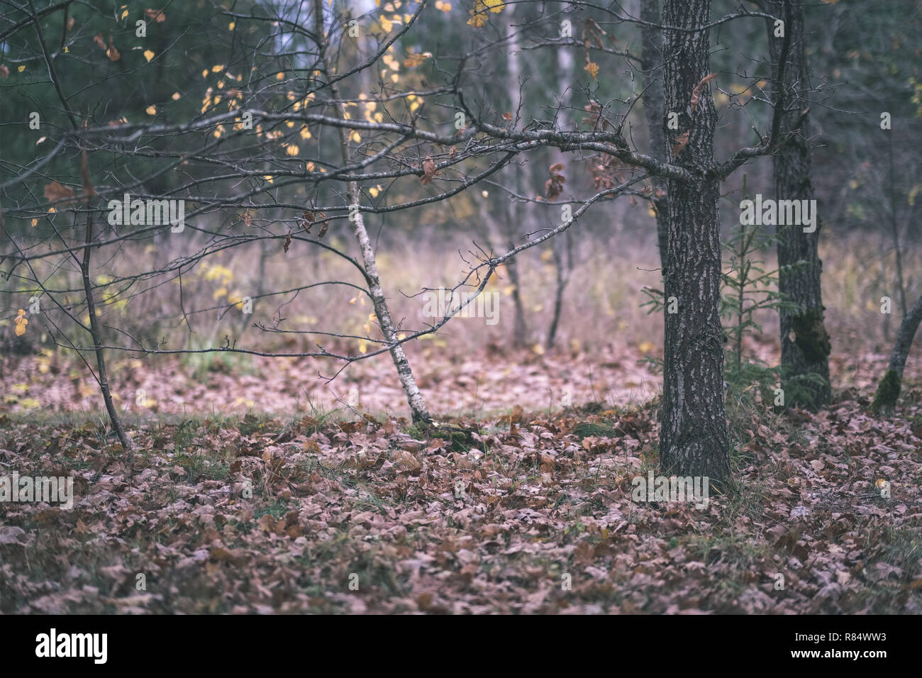 lonely trees with last colored leaves in branches shortly before winter ...