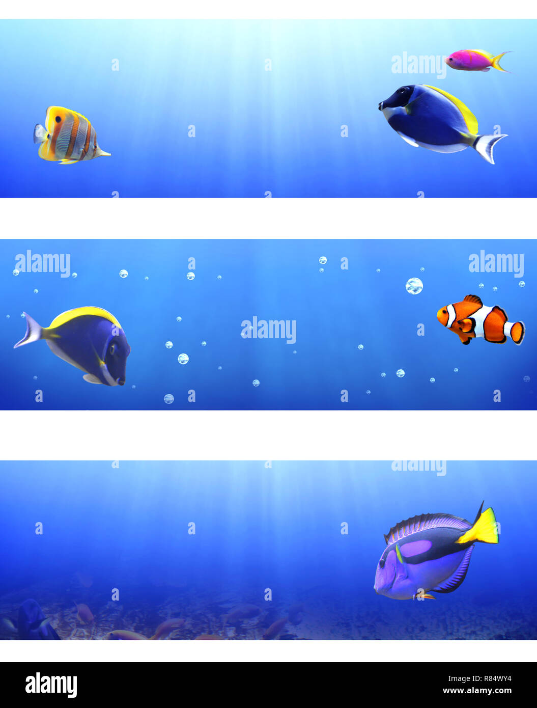 Collection of banners with beautiful tropical fish Stock Photo - Alamy