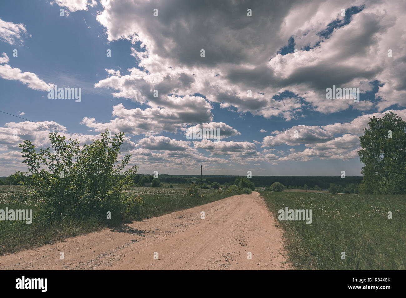 simple countryside forest road in perspective with foliage and trees ...