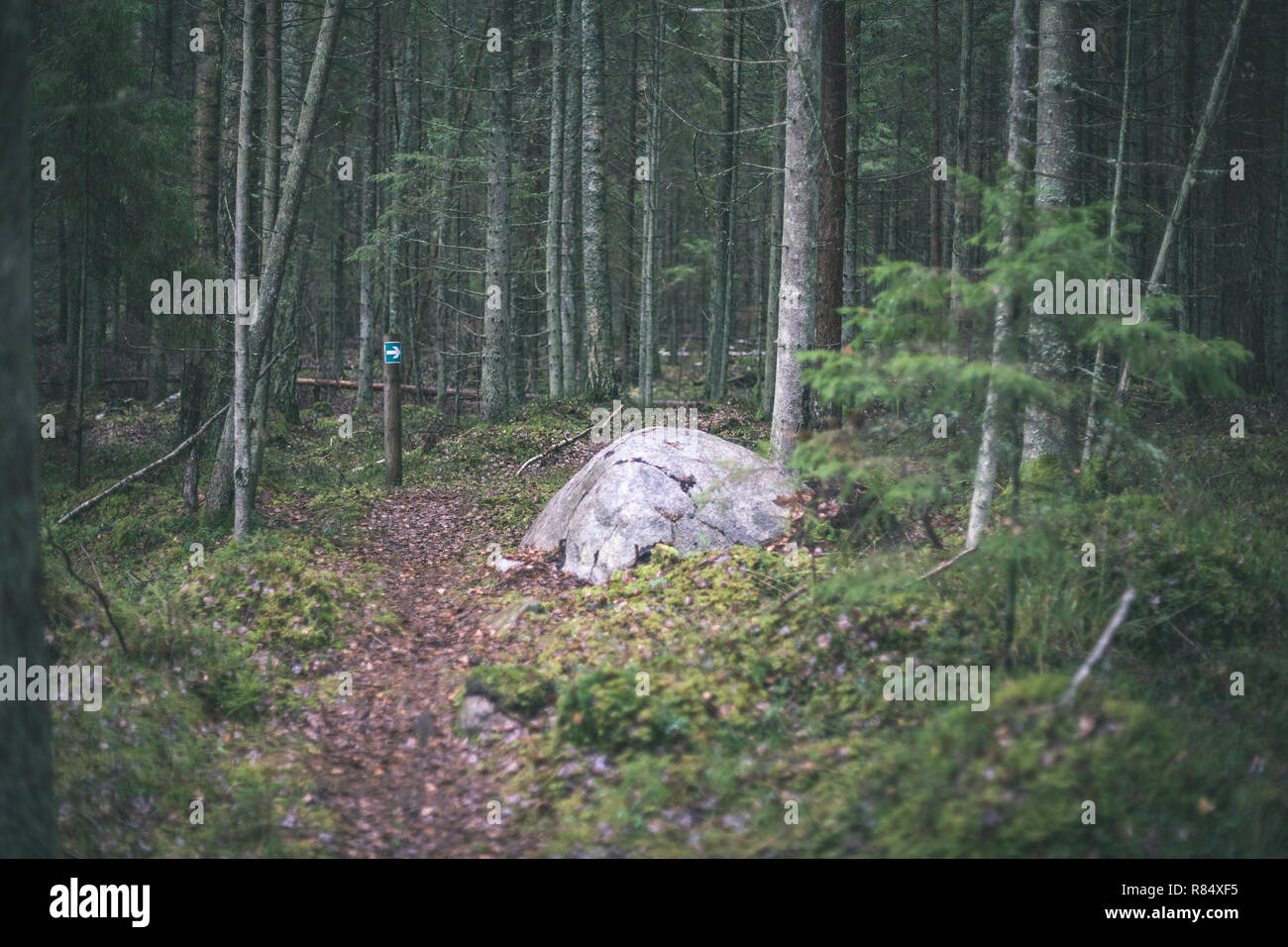 autumn forest after the rain with wet foliage and shallow depth of ...
