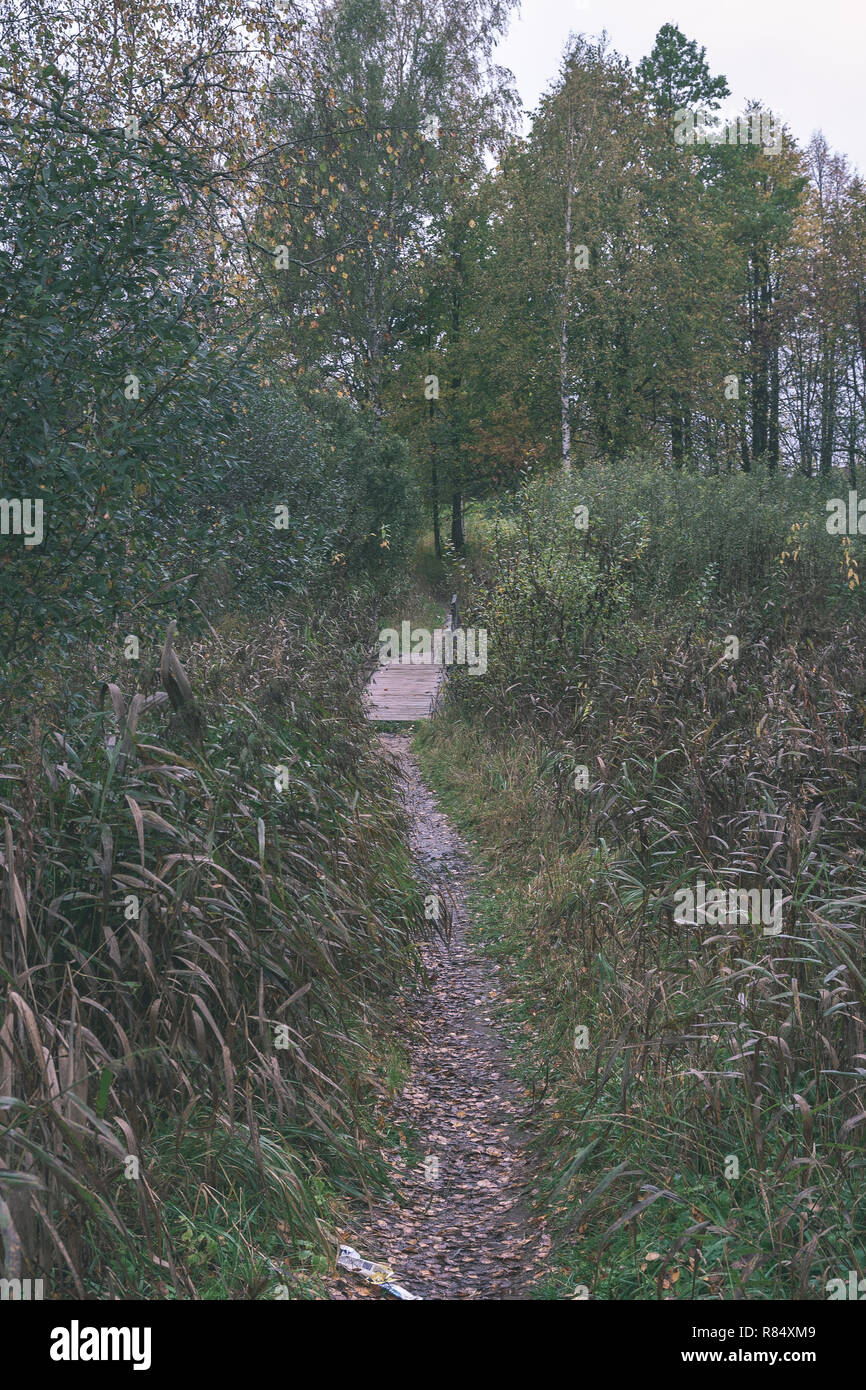 simple countryside forest road in perspective with foliage and trees ...