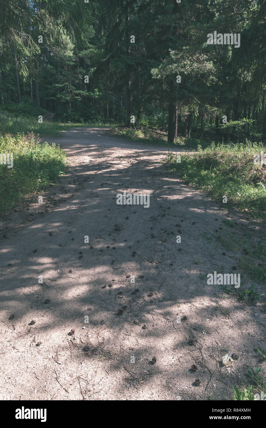 simple countryside forest road in perspective with foliage and trees ...