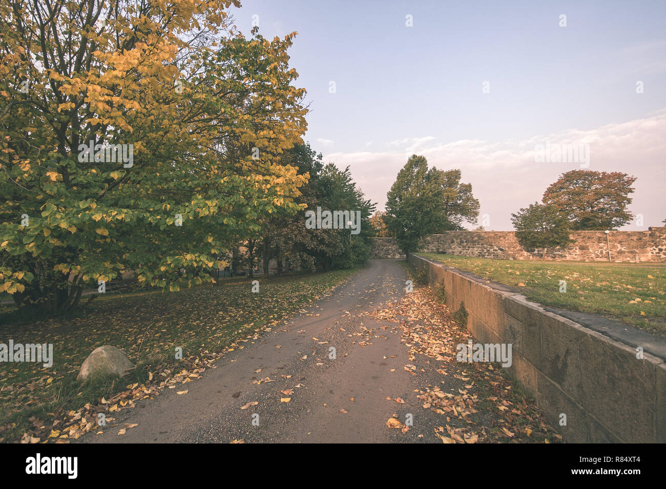 simple countryside forest road in perspective with foliage and trees ...