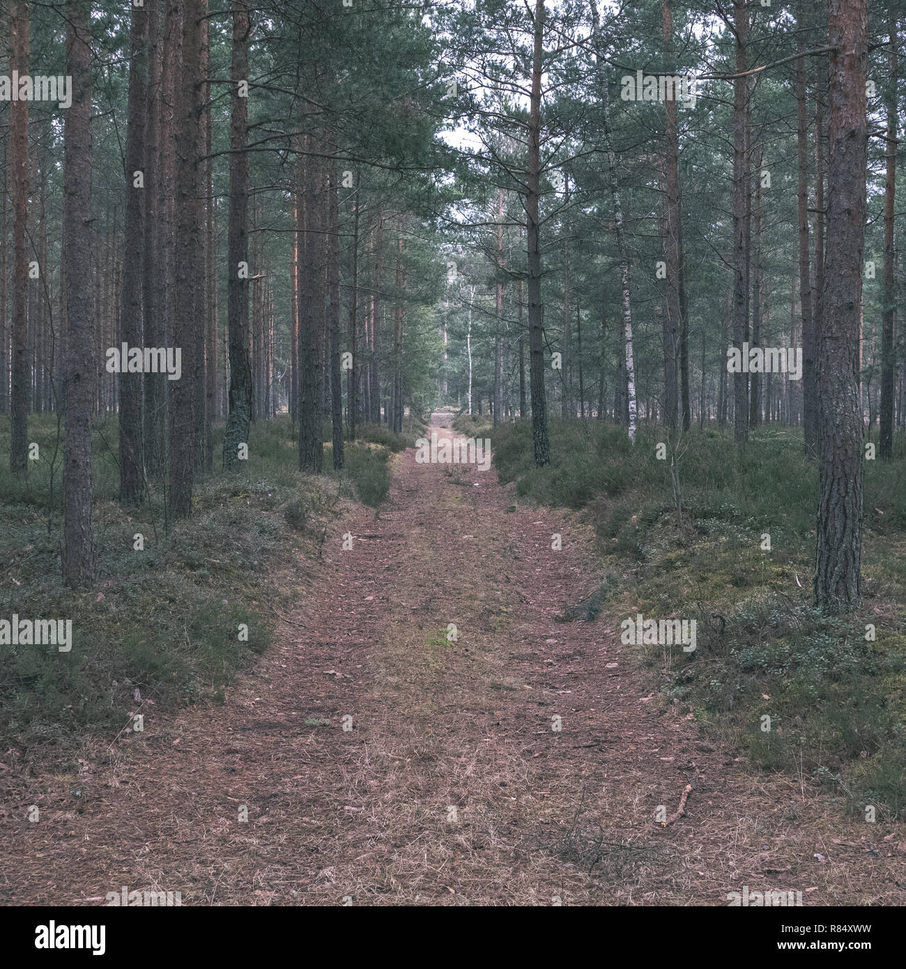 simple countryside forest road in perspective with foliage and trees ...