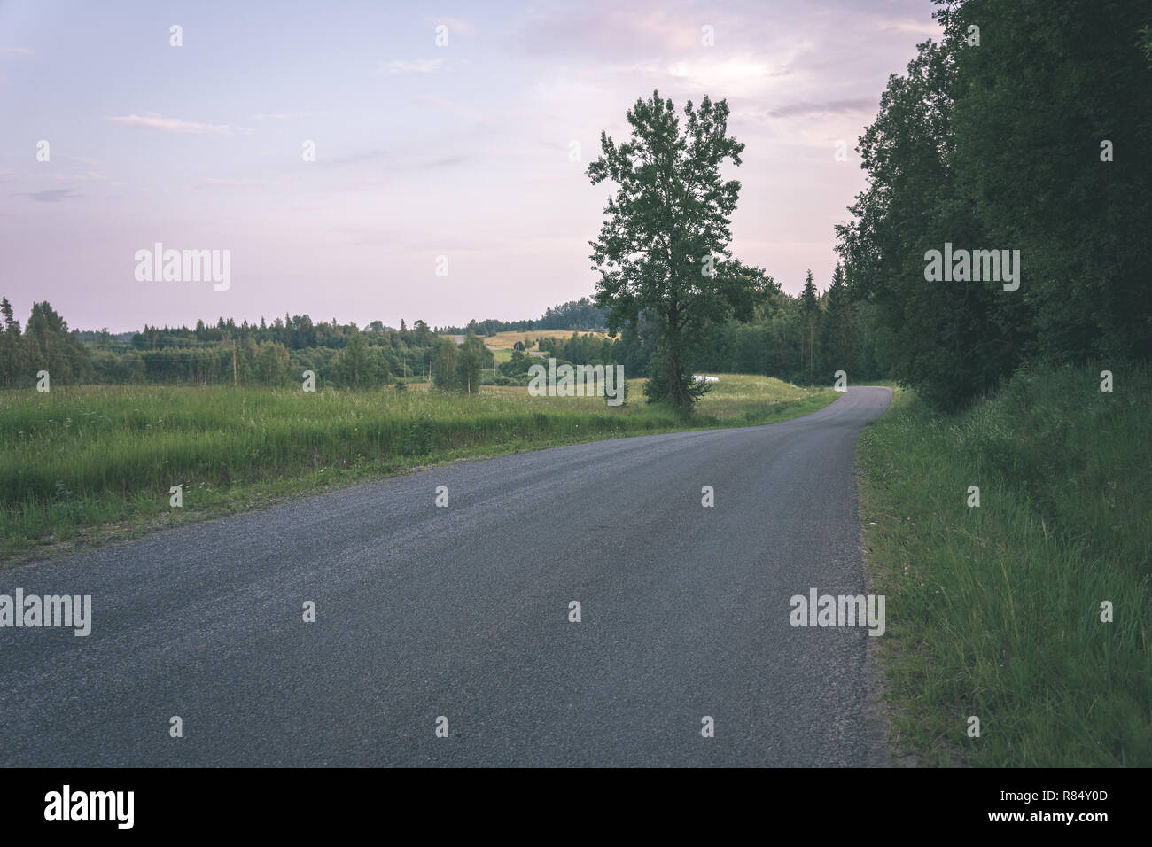 simple countryside forest road in perspective with foliage and trees ...