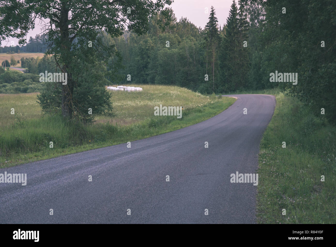 simple countryside forest road in perspective with foliage and trees ...