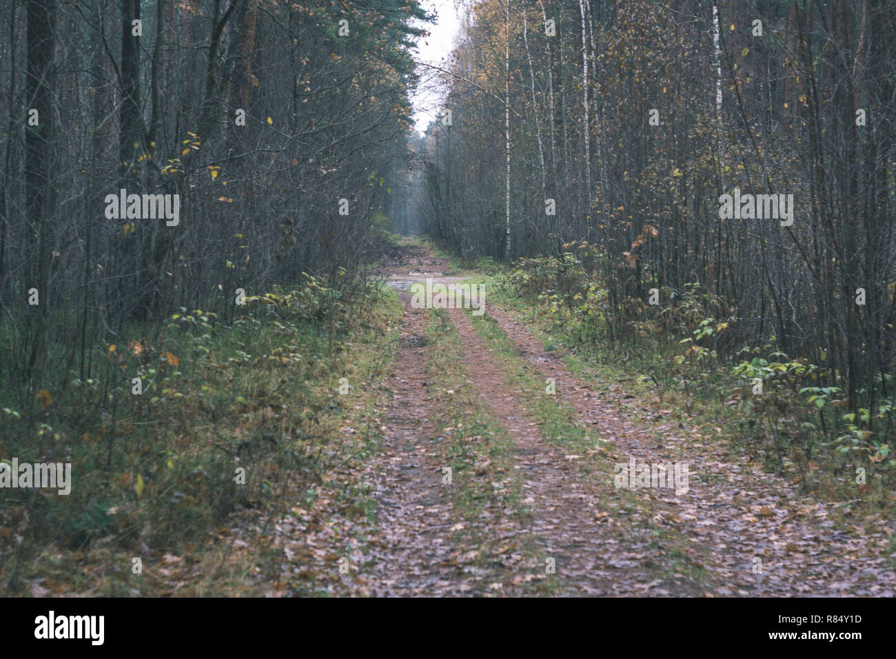 simple countryside forest road in perspective with foliage and trees ...