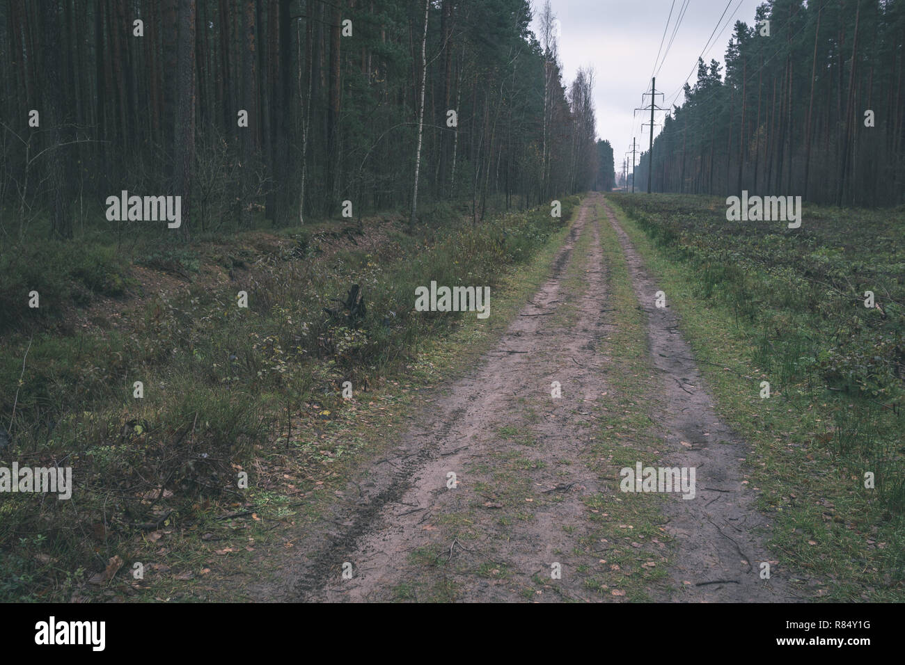 simple countryside forest road in perspective with foliage and trees ...