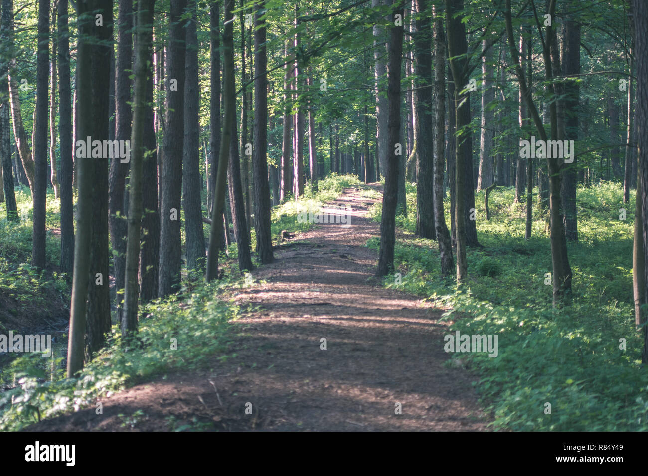 simple countryside forest road in perspective with foliage and trees ...