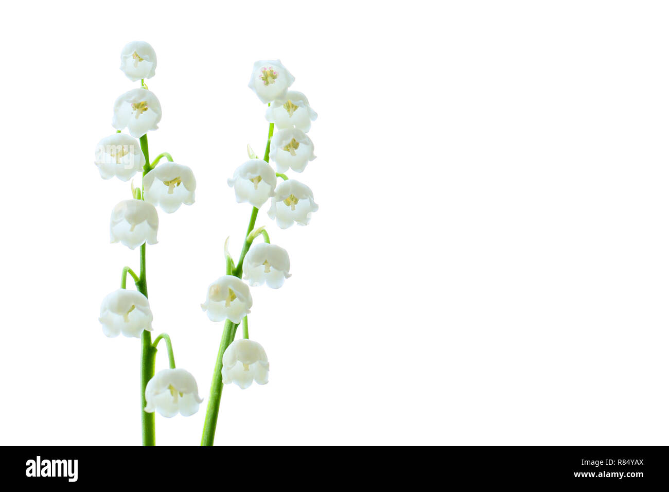 Beautiful background from green Cut Out Stock Images & Pictures - Alamy