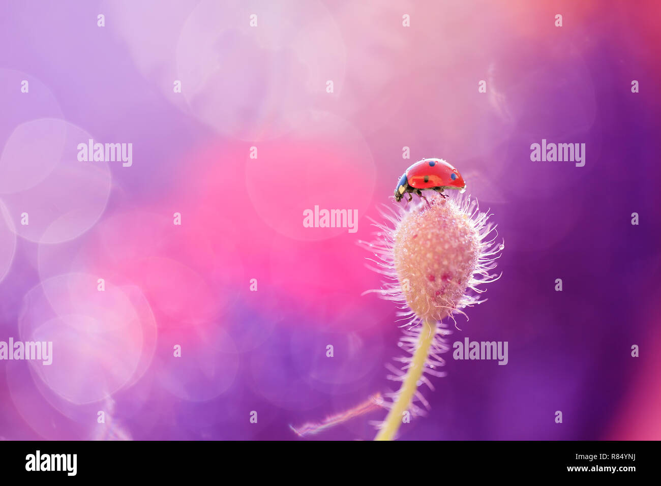 Ladybird poppy seed hi-res stock photography and images - Alamy