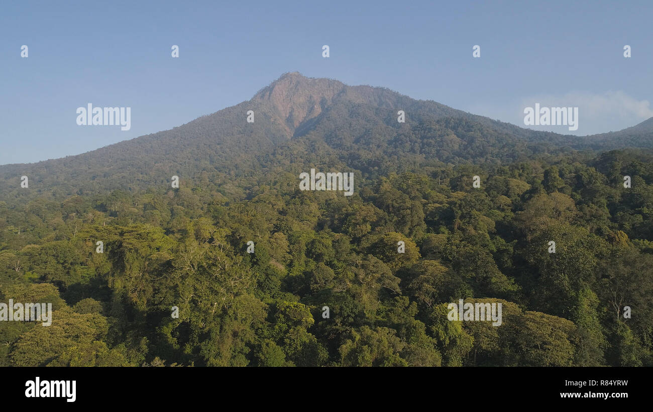aerial view tropical forest with lush vegetation and mountains, java ...