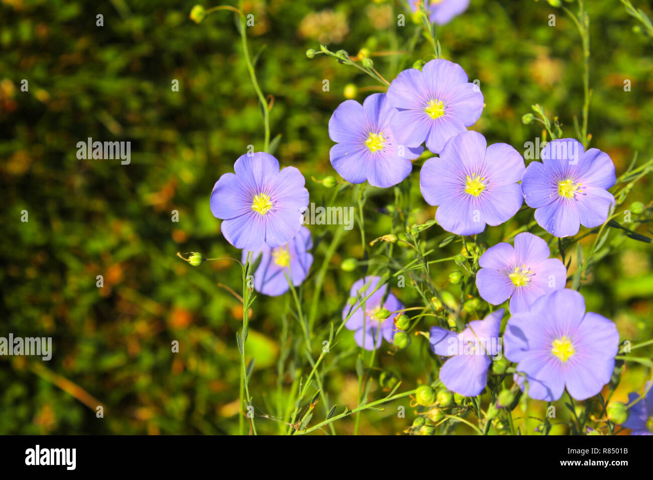 Spring flowers of blue color Stock Photo - Alamy
