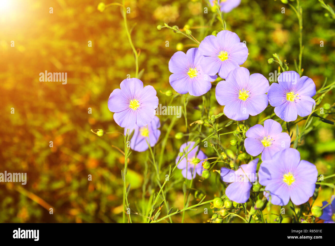 Spring flowers of blue color Stock Photo - Alamy