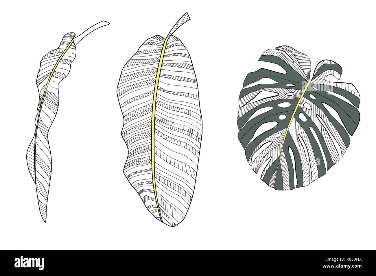 Abstract tropical banana and monstera palm leaves. Vector Illustration ...