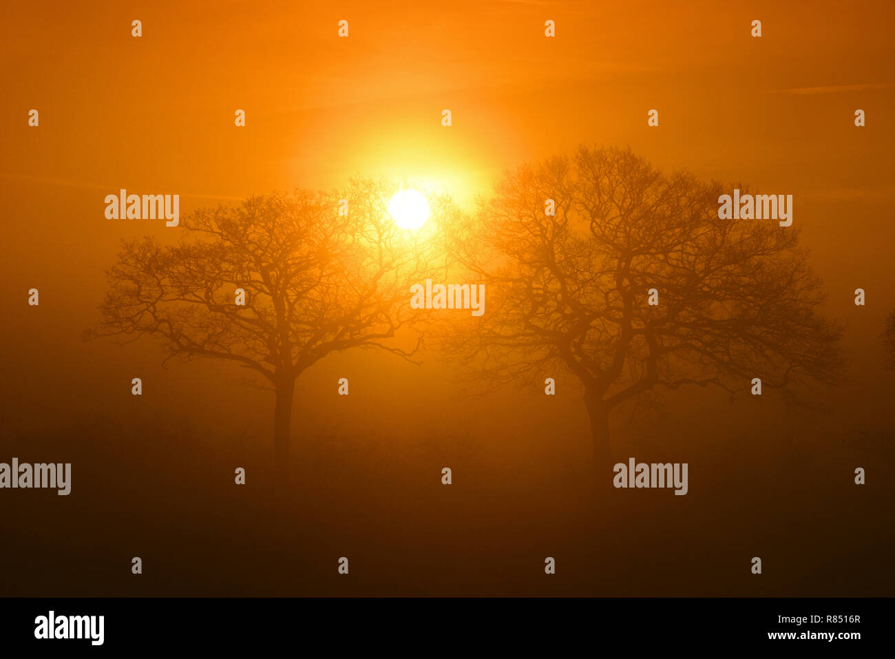 Yorkshire trees fog silhouette hi-res stock photography and images - Alamy