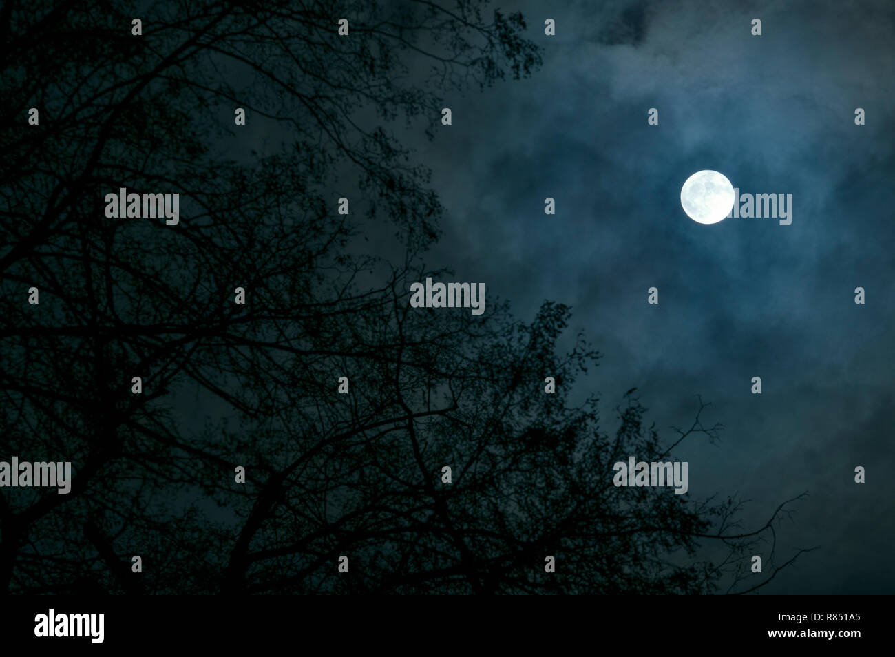 Full moon showing through clouds. There are out of focus tree branches ...