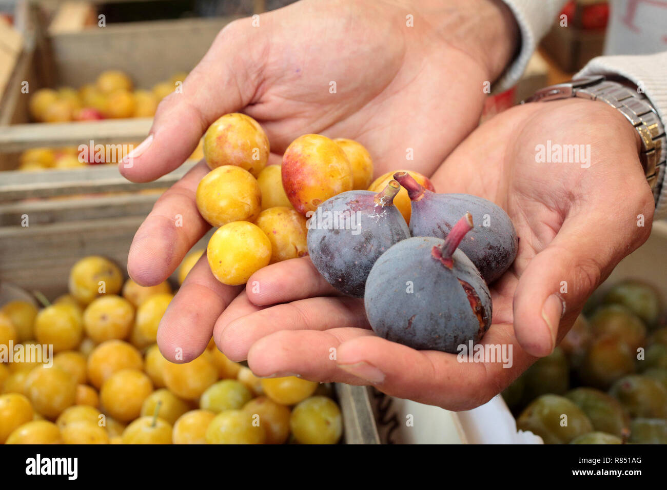 Violette plums hi-res stock photography and images - Alamy