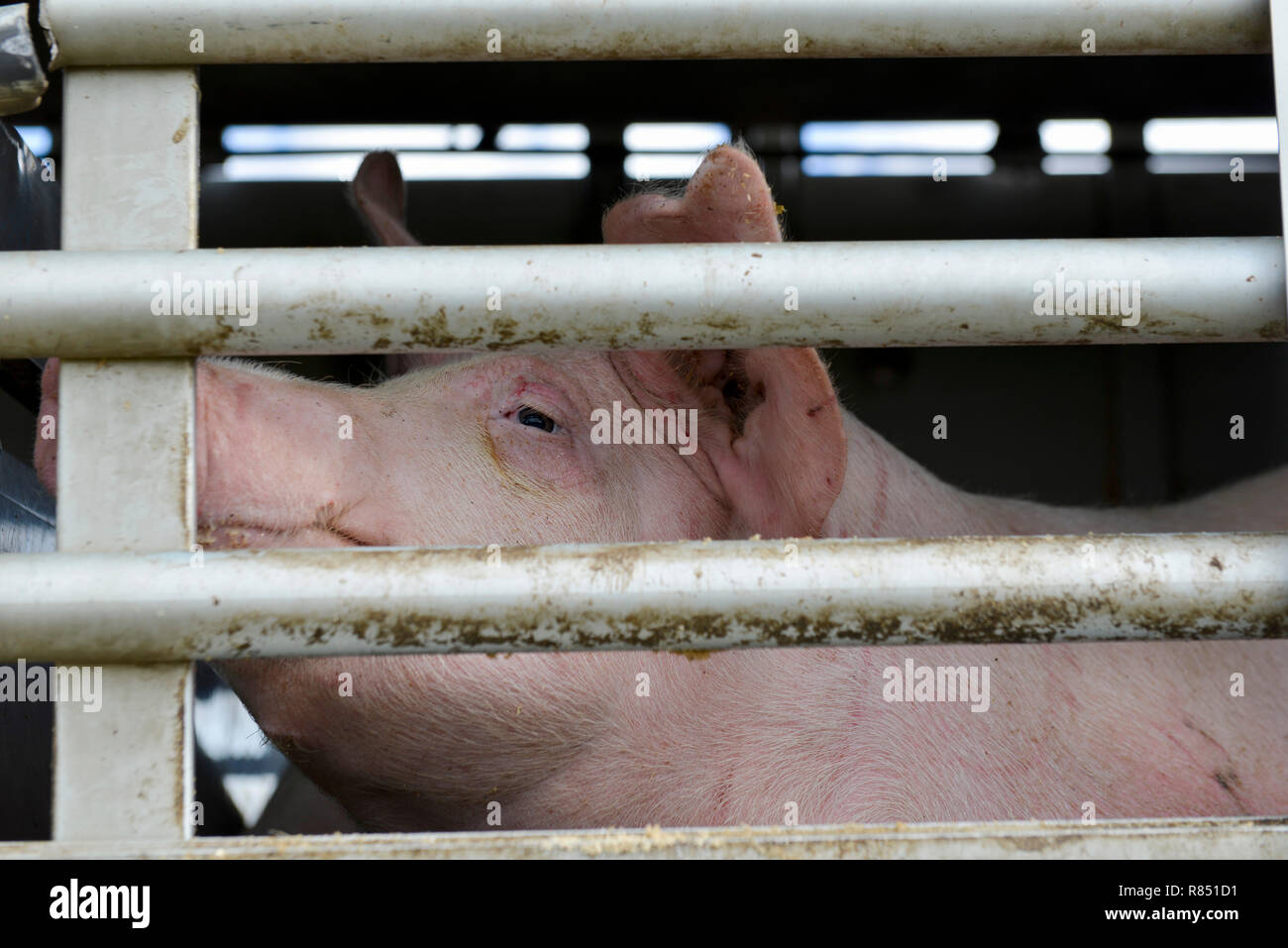Livestock lorry hi-res stock photography and images - Alamy