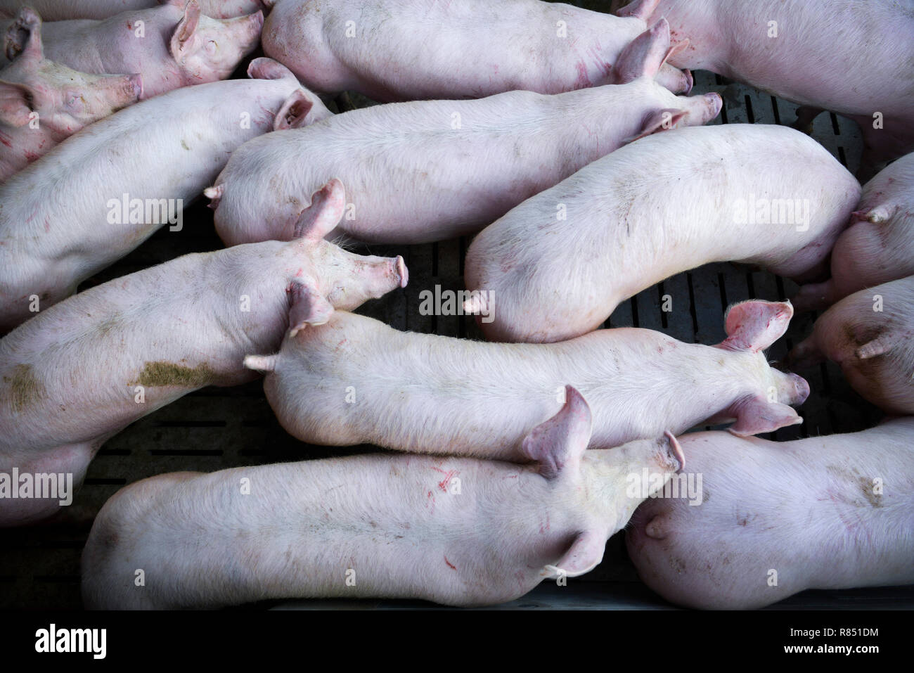 Loading of pigs into a truck hi-res stock photography and images - Alamy