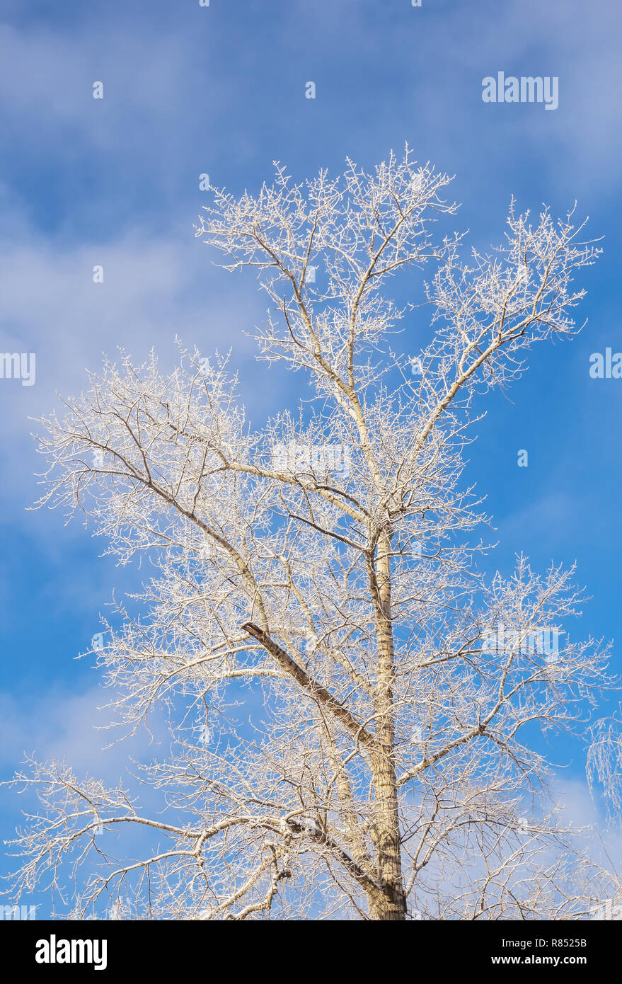 Tree in a white frost at winter Stock Photo - Alamy