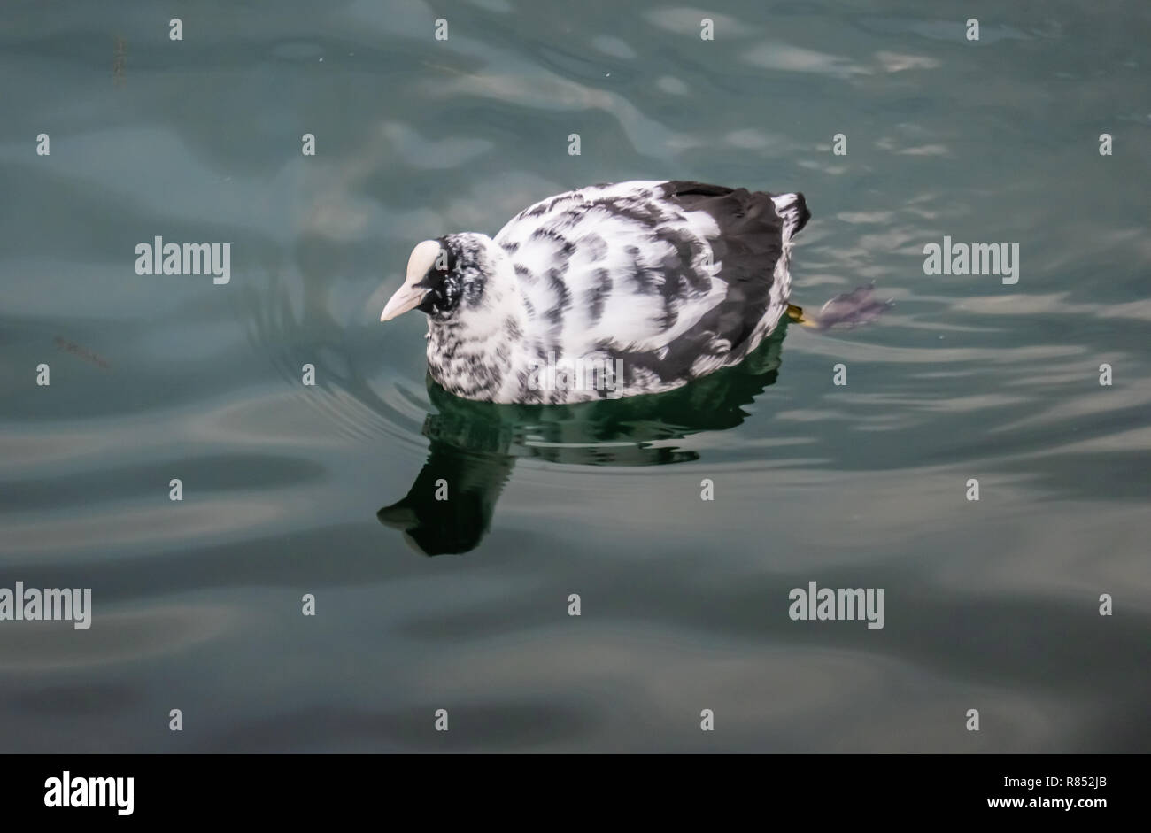 Partial leucism hi-res stock photography and images - Alamy