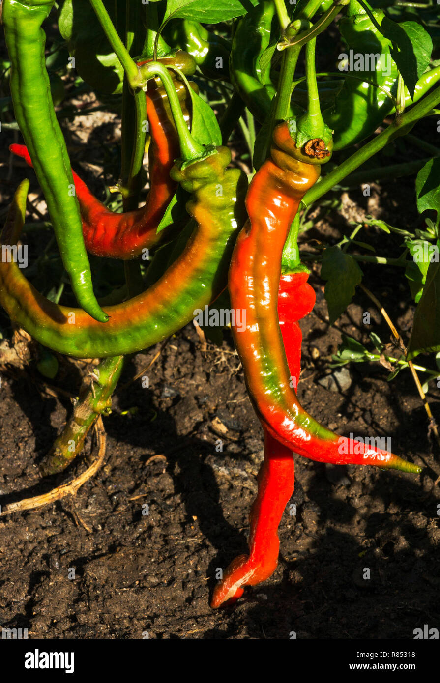 Hot Peppers (Capsicum annum ) 'Dancing' peppers growing in a raised bed ...