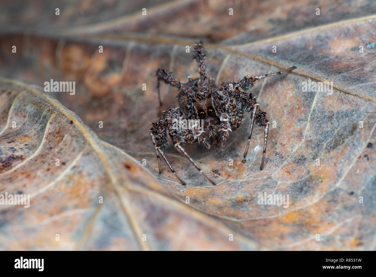Portia fimbriata, the fringed jumping spider, one of the worlds most ...