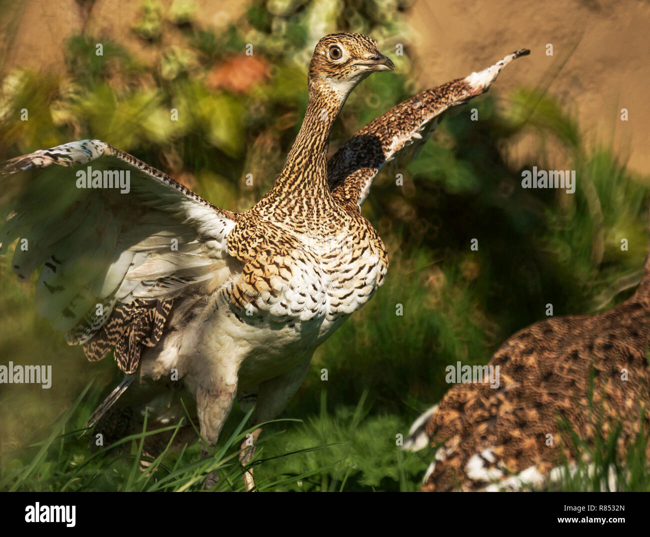 Little Bustard (Tetrax tetrax).In winter plumage.Adult about to bath ...