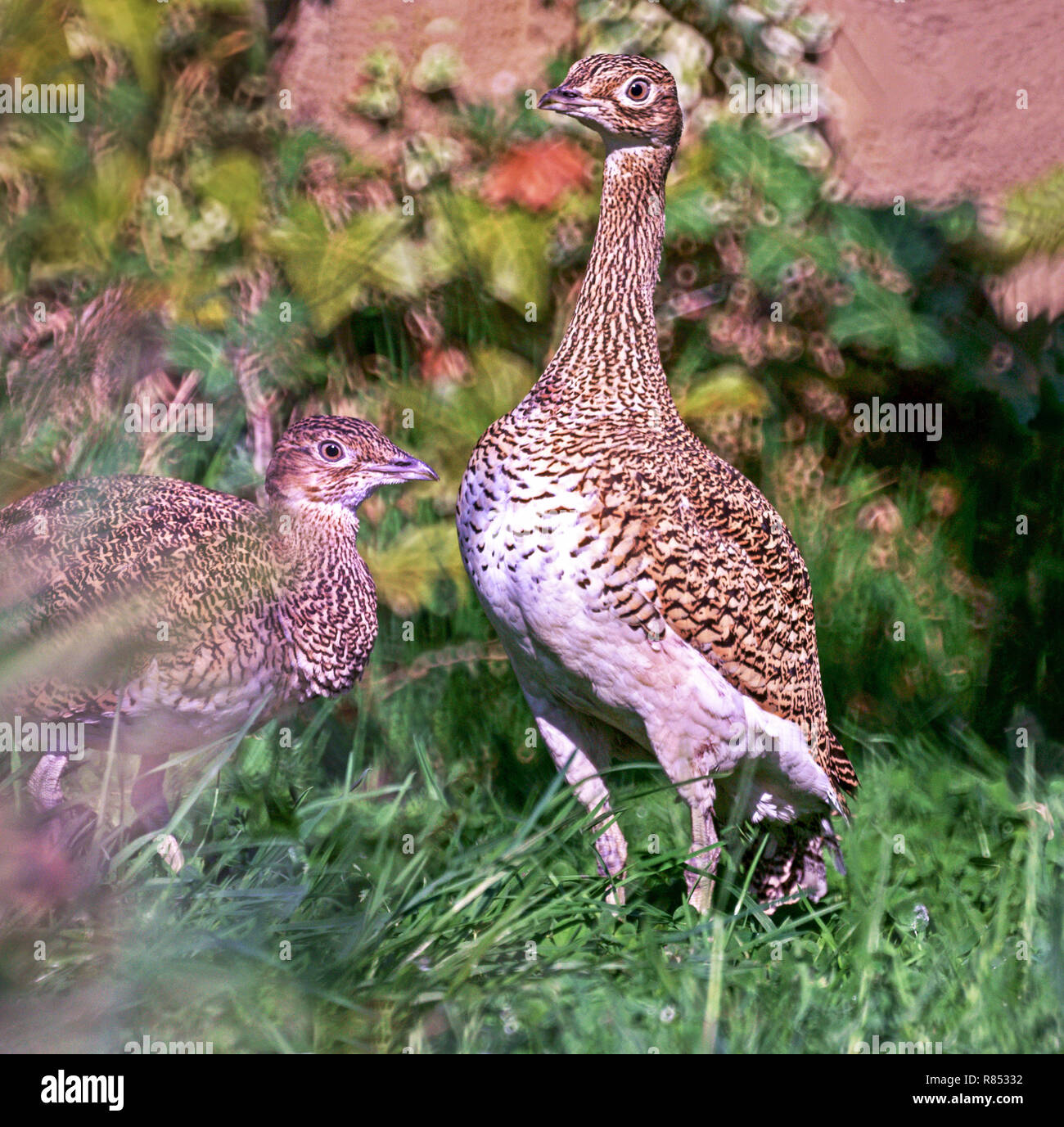 Little Bustard (Tetrax tetrax).In winter plumage Stock Photo - Alamy