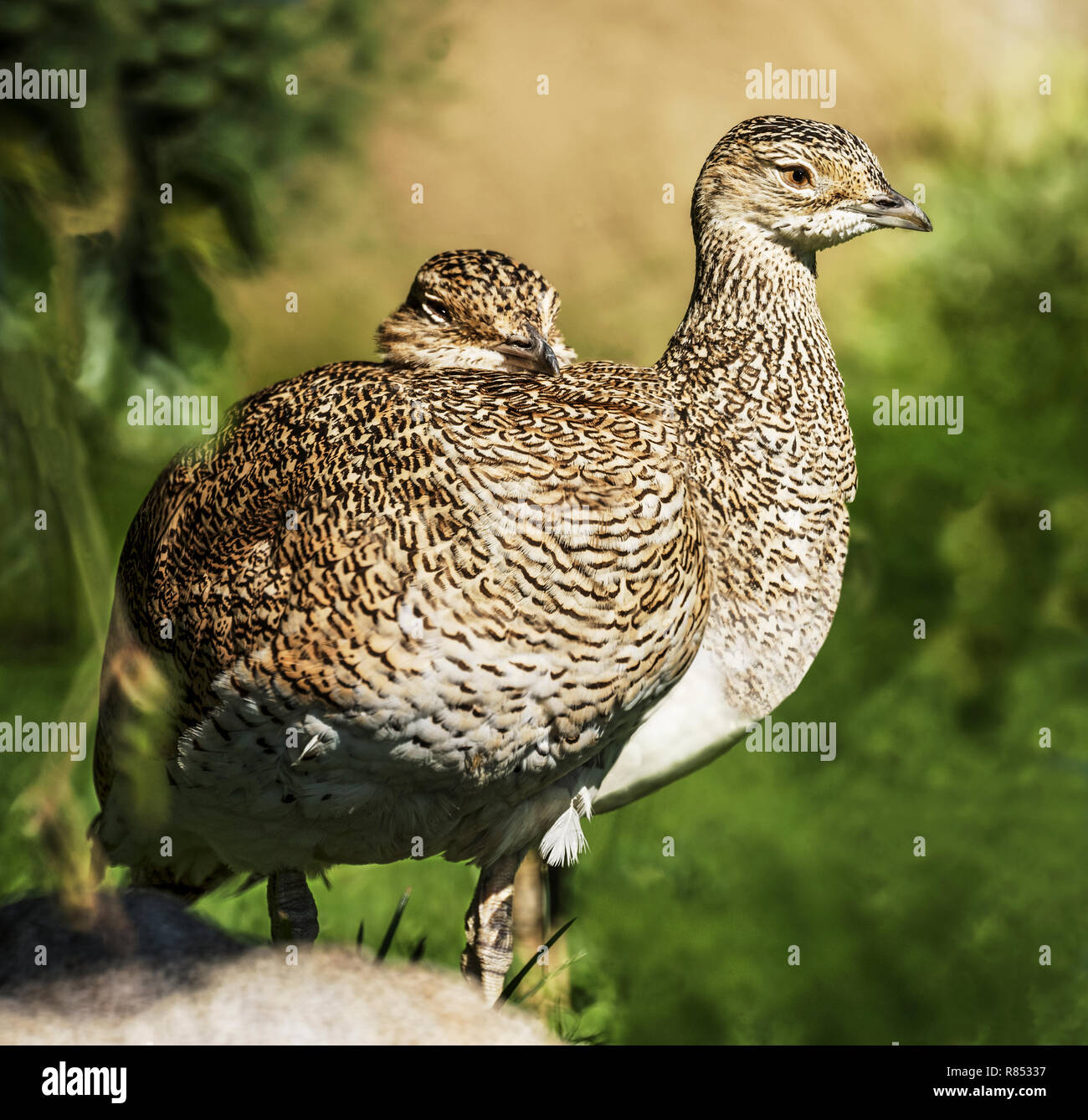 Little Bustard (Tetrax tetrax).In winter plumage Stock Photo - Alamy