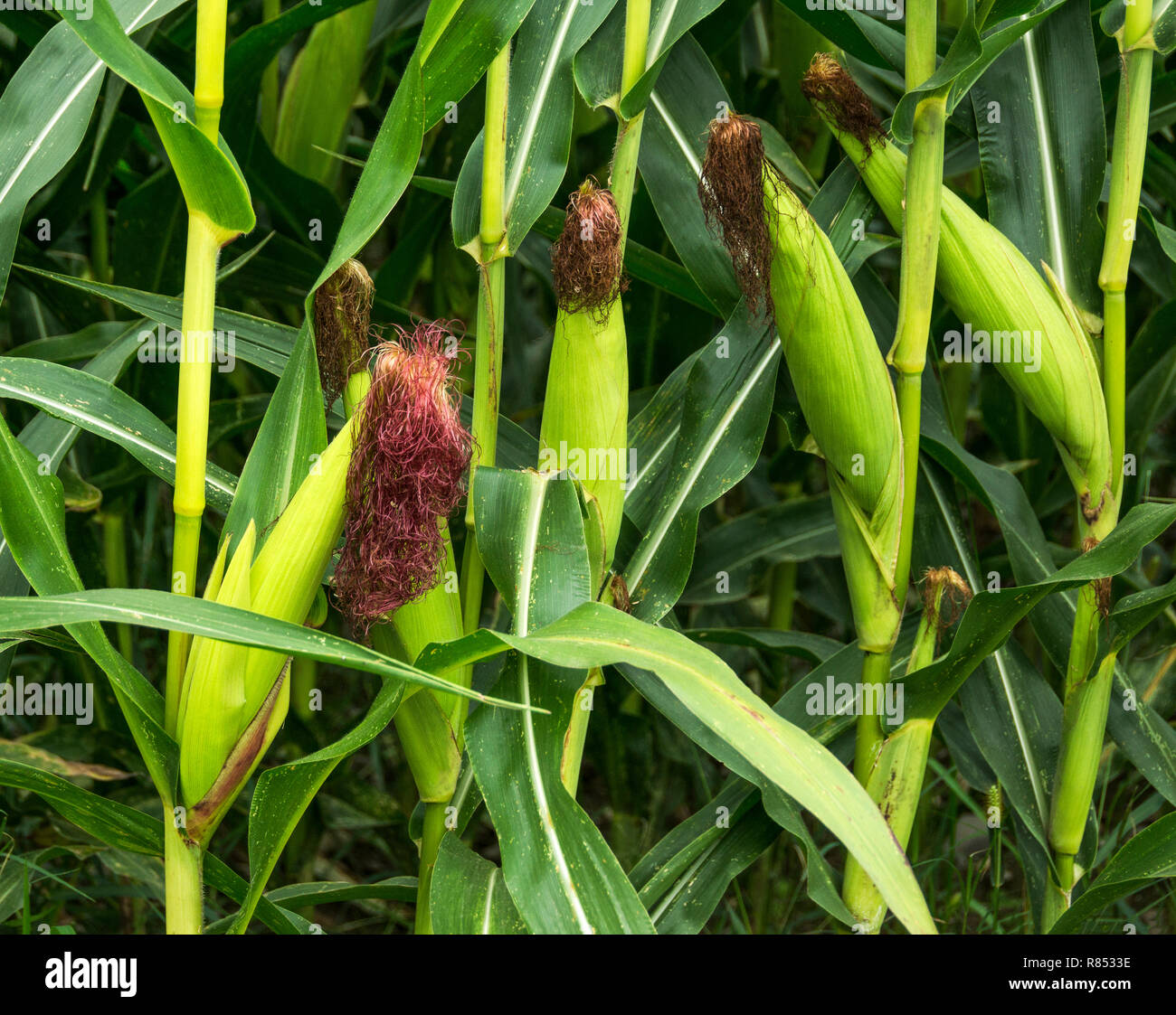 Maize Zea Mays High Resolution Stock Photography and Images - Alamy