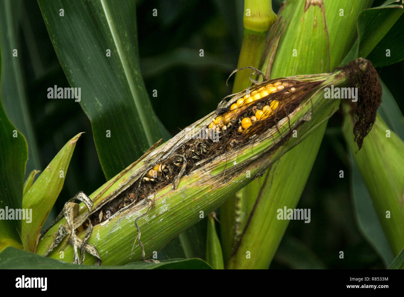 Maize (Zea mays).Corn on the cob or Indian Corn.A lot of maize is being ...