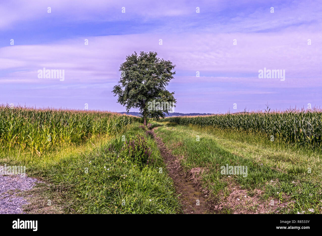 Maize images hi-res stock photography and images - Alamy