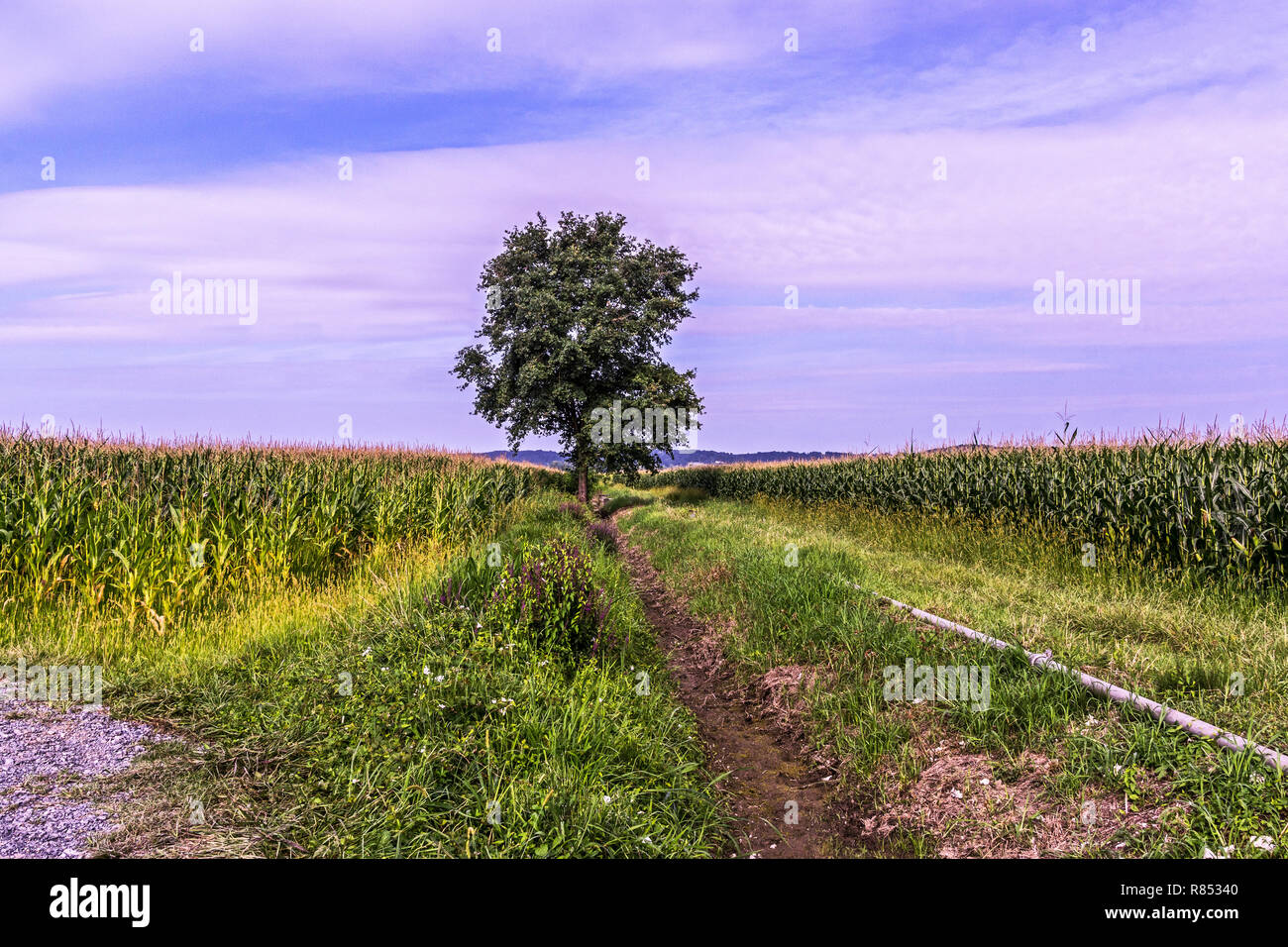 A lone tree surrounded by growing maize.South-west France Stock Photo ...