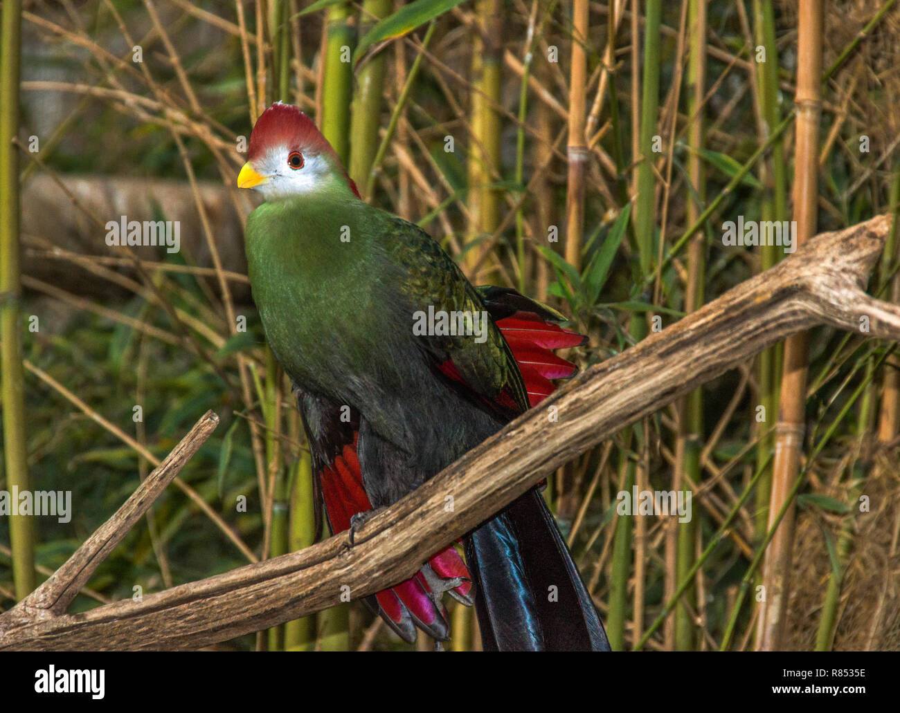 Turacos hi-res stock photography and images - Alamy