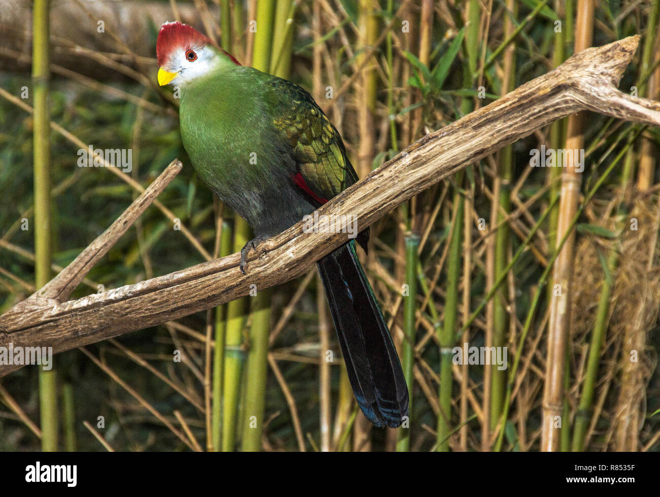 Turacos hi-res stock photography and images - Alamy