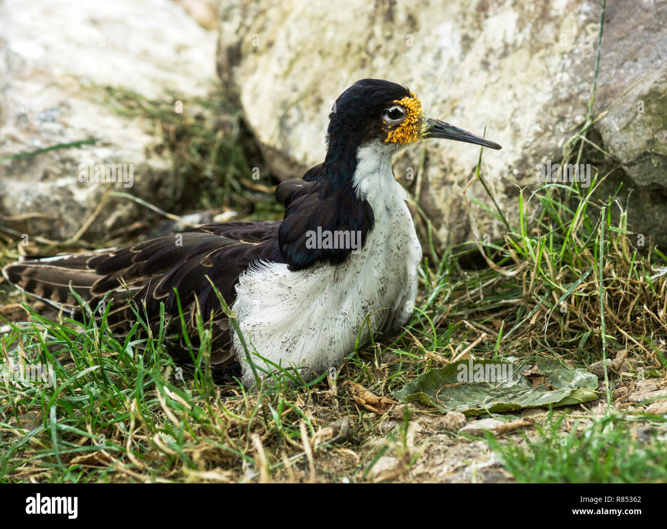Male Ruff (Philomachus pugnax) in breeding plumage Stock Photo - Alamy