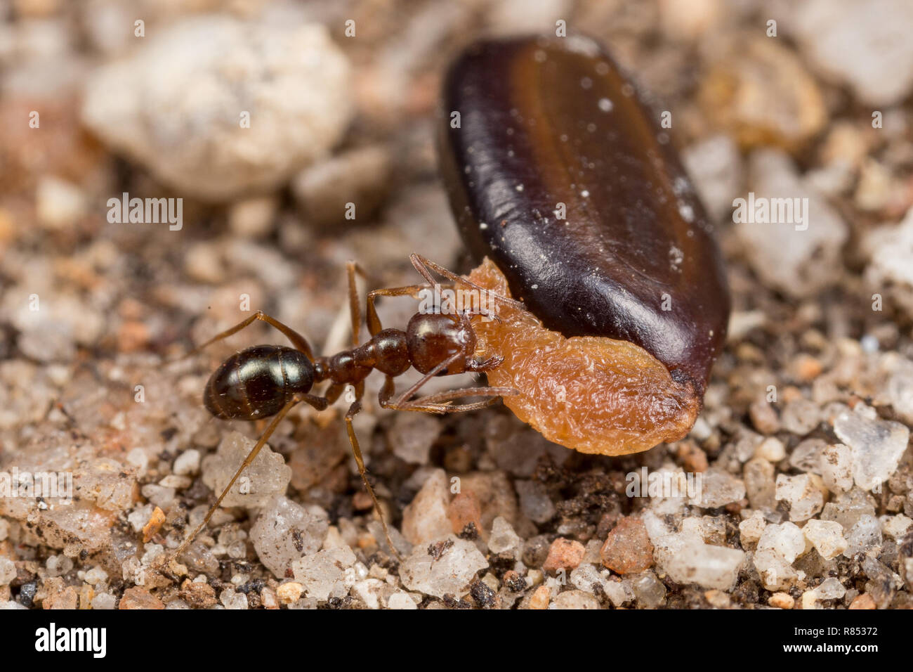 Collecting seeds hi-res stock photography and images - Alamy