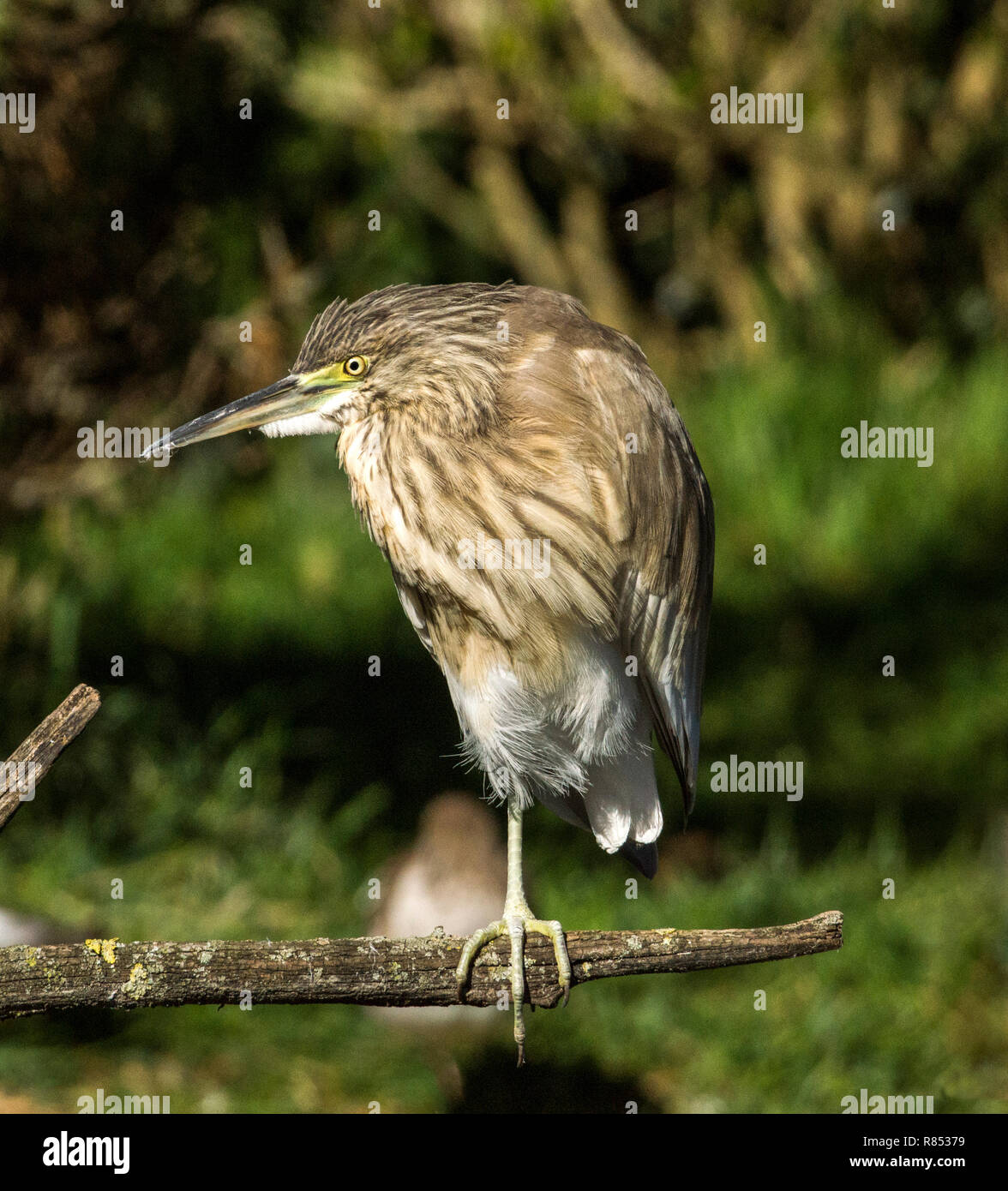 Very small heron hi-res stock photography and images - Alamy
